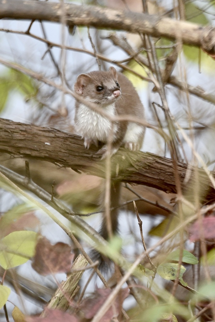 Long-tailed Weasel from Fresh Pond, Cambridge, MA, US on November 15 ...