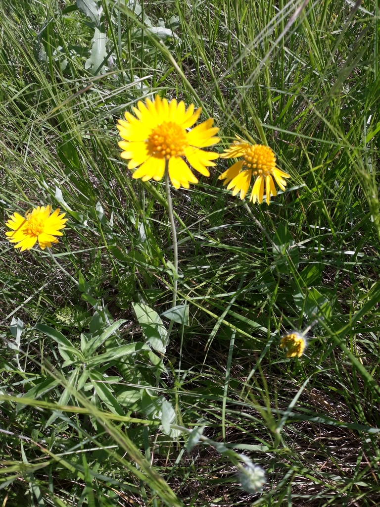 Helenieae from 8434 FM2043, Goliad, TX 77963, USA on March 26, 2019 by ...