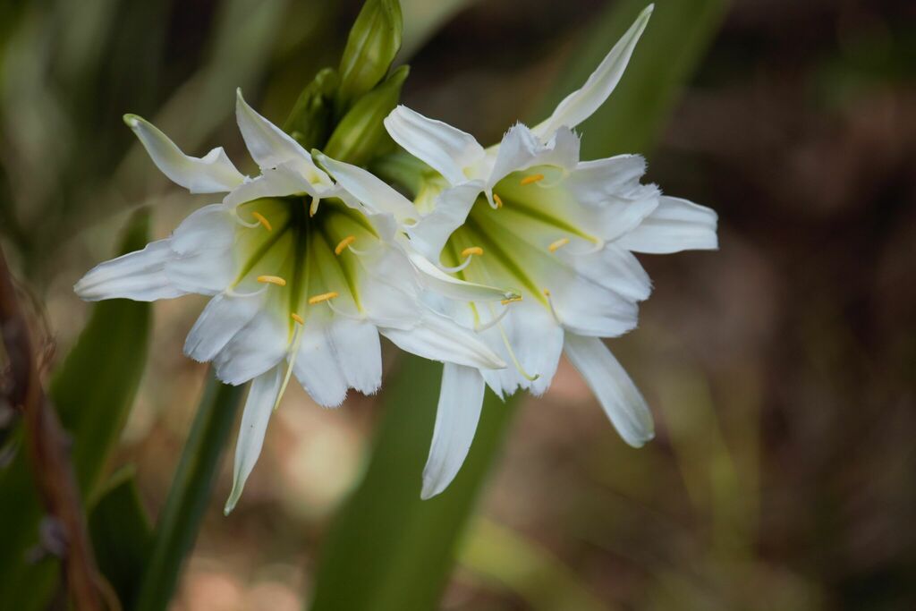 Ismene × deflexa from Carletonville, 2499, South Africa on November 15 ...