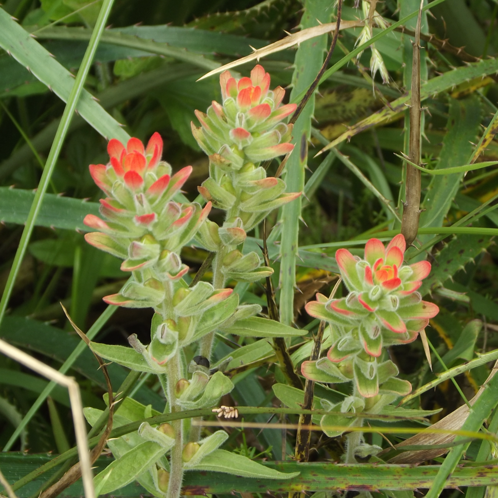 Castilleja arvensis pastorei from Canguçu, RS, Brasil on November 4 ...
