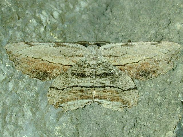 Common Lytrosis Moth from Bear Mt., Orange County, NY, USA on June 24 ...