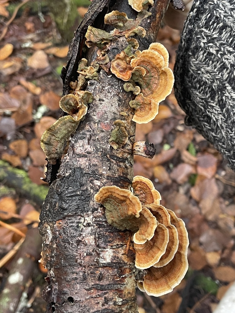 Stereum from Idaho Panhandle National Forest, Clark Fork, ID, US on ...