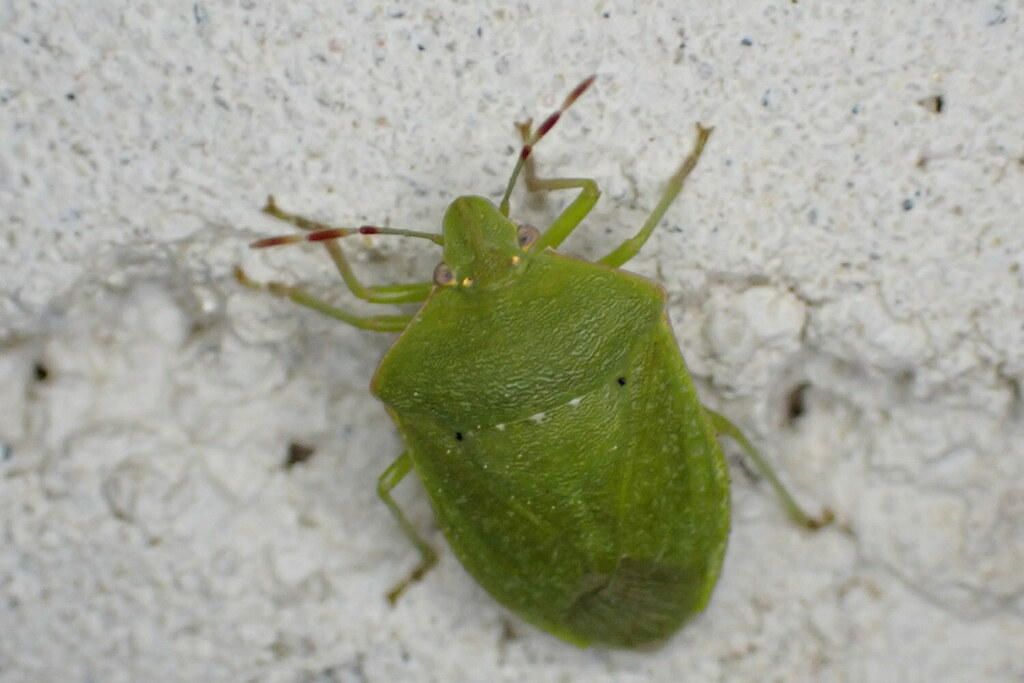 Southern Green Stink Bug from 42520 Maclas, France on October 13, 2023 ...