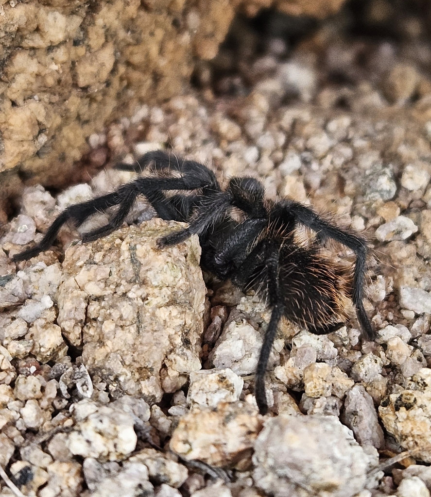 Paloma Dwarf Tarantula from Ajo, AZ 85321, USA on November 15, 2023 at ...