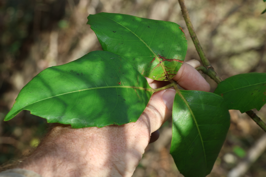 Native Grape from Burnett Creek QLD 4310, Australia on November 13 ...
