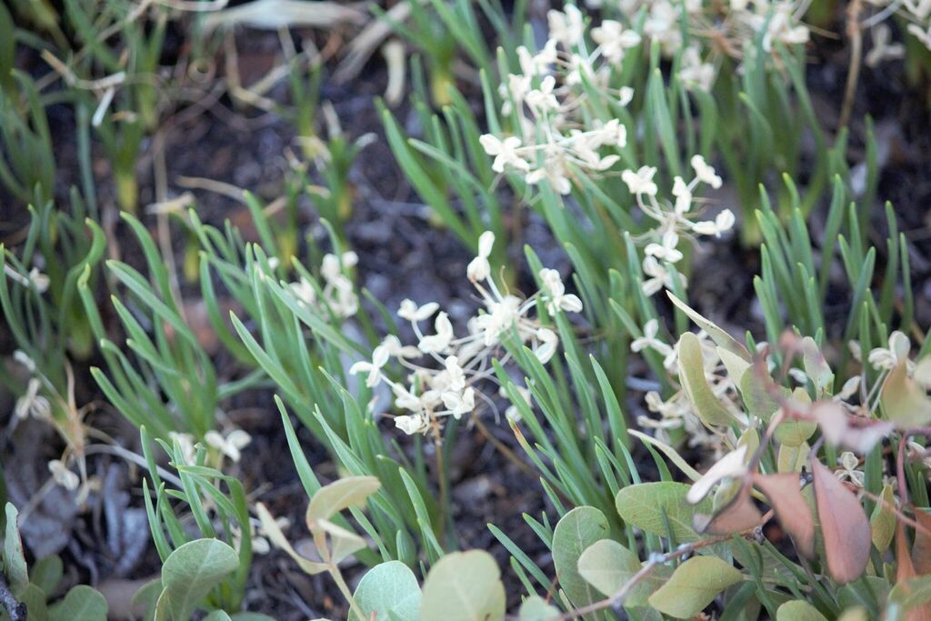 Mountain Squill from Carletonville, 2499, South Africa on November 15 ...