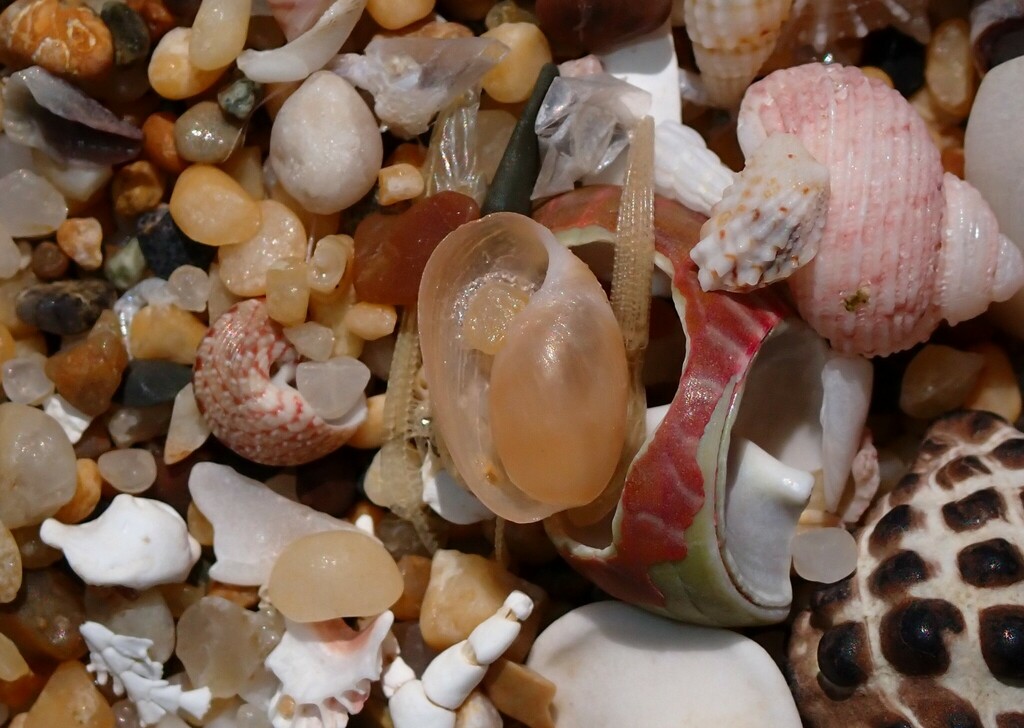 Haloa wallisii from Diggers Camp NSW 2462, Australia on November 14 ...