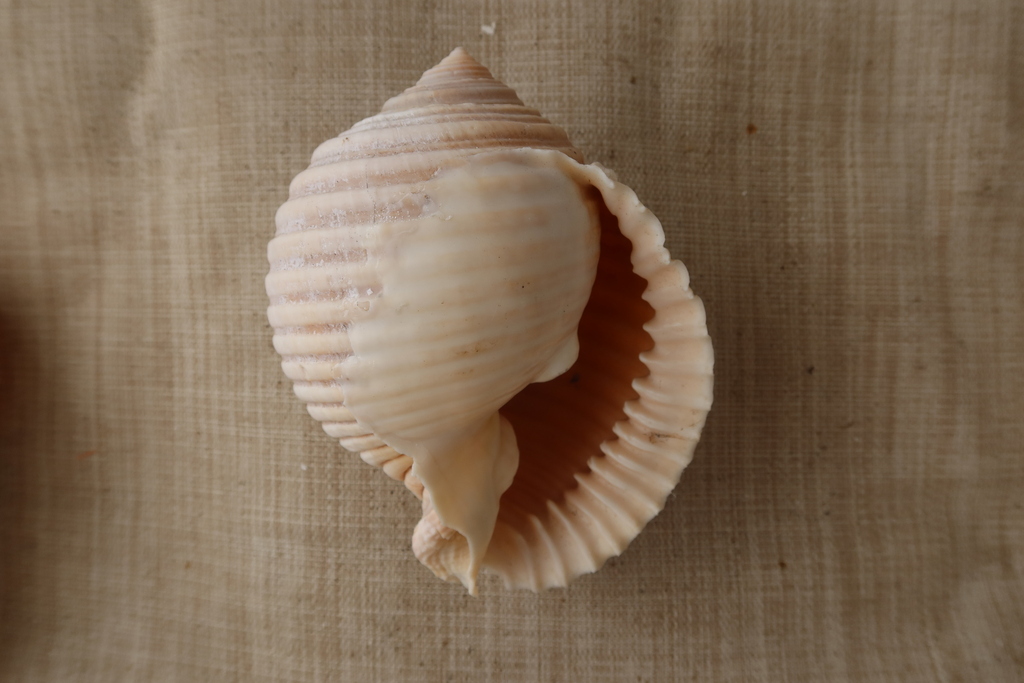 Grinning Tun Snail from Mejía, Perú on September 10, 2023 at 02:55 PM ...