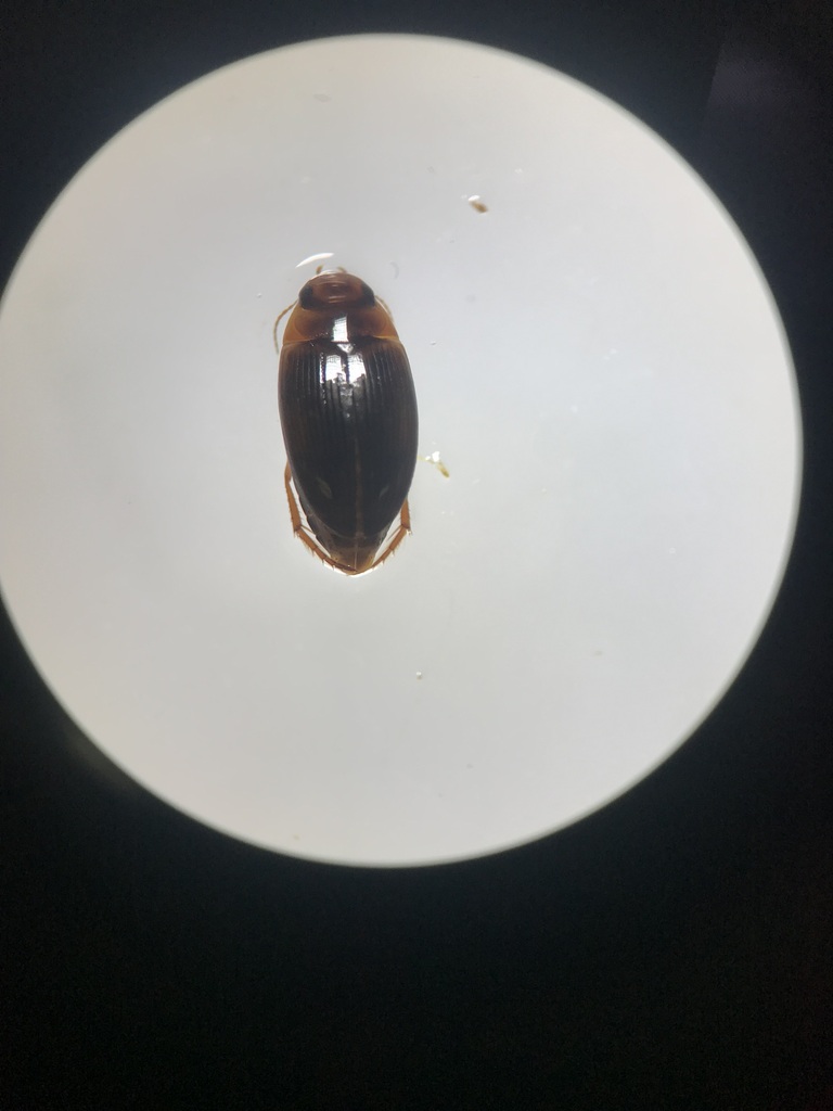 Copelatus glyphicus from Lincoln Parish, LA on May 12, 2023 at 03:16 PM ...