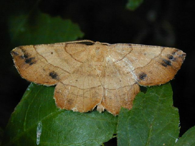 Johnson's Euchlaena Moth from Floyd Bennet Field, Brooklyn, NY, USA on ...