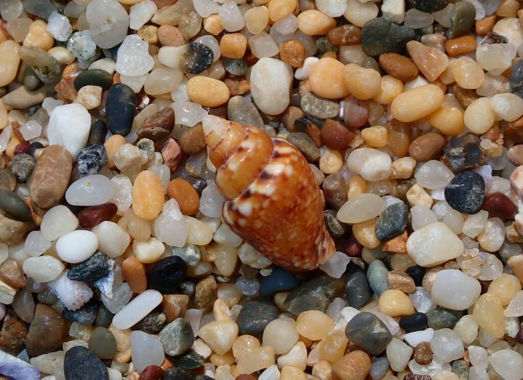 Dotted Dove Shell from Diggers Camp NSW 2462, Australia on November 14 ...
