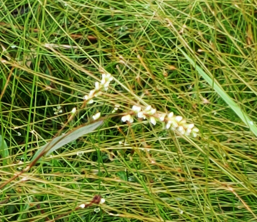 knotweeds, smartweeds, and waterpeppers from gabriel road fort meade on ...