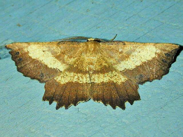 Saw-wing from Hubbard Pines, Litchfield, CT, USA on June 18, 2007 at 10 ...