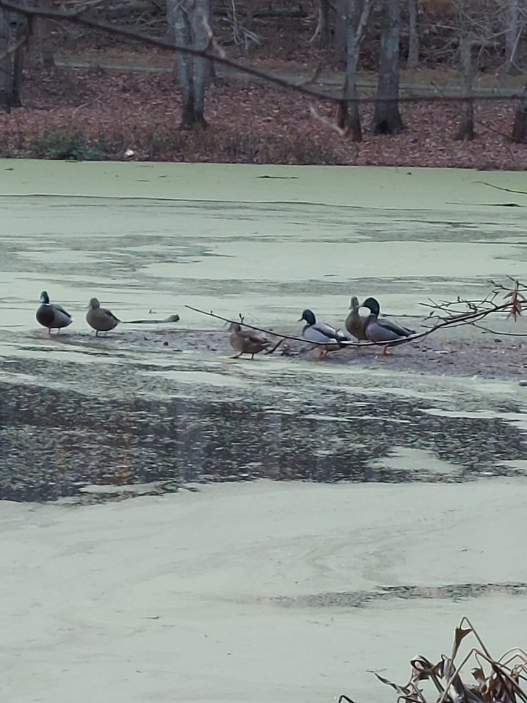Mallard from Kings Contrivance, Columbia, MD, USA on November 15, 2023 ...