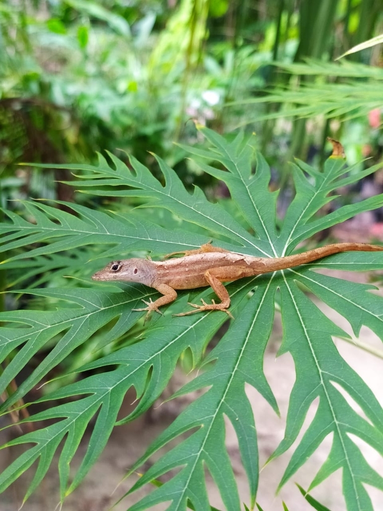 Brown Anole from 77730 Q.R., México on November 15, 2023 at 04:50 PM by ...