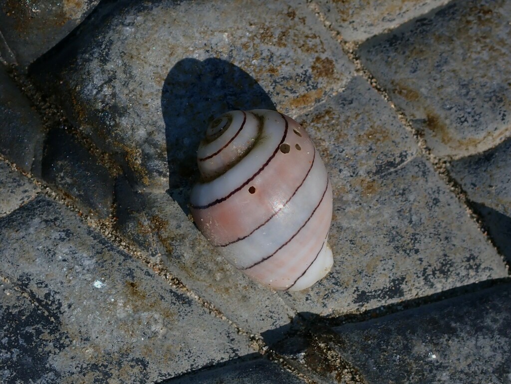 Pink Bubble Snail from Clarence Valley, NSW, Australia on November 14 ...