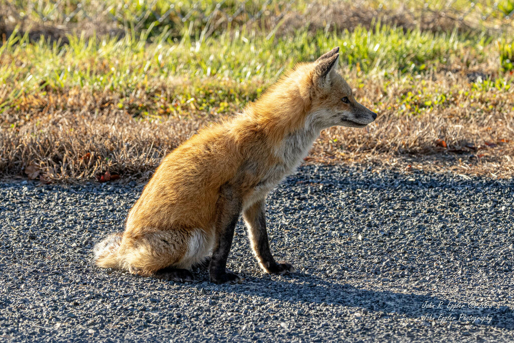 Red Fox from Kent County, DE, USA on November 14, 2023 at 09:10 AM by ...