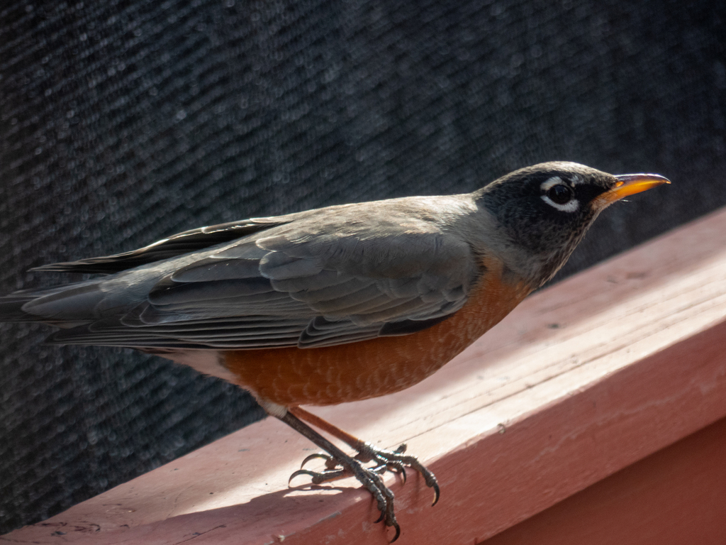 American Robin from West Westminster, Westminster, CO, USA on November ...