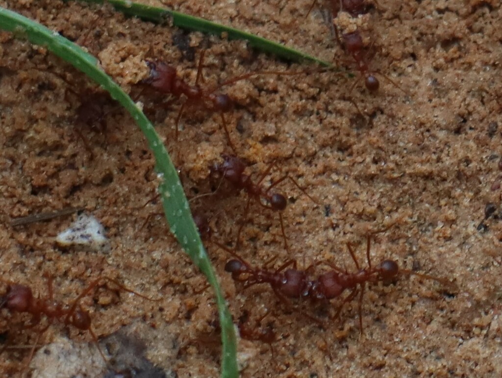Texas Leafcutter Ant from Jasper County, TX, USA on November 14, 2023 ...