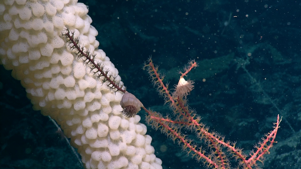Red Rope Coral from Explorer Seamount on May 30, 2023 at 11:05 PM by ...