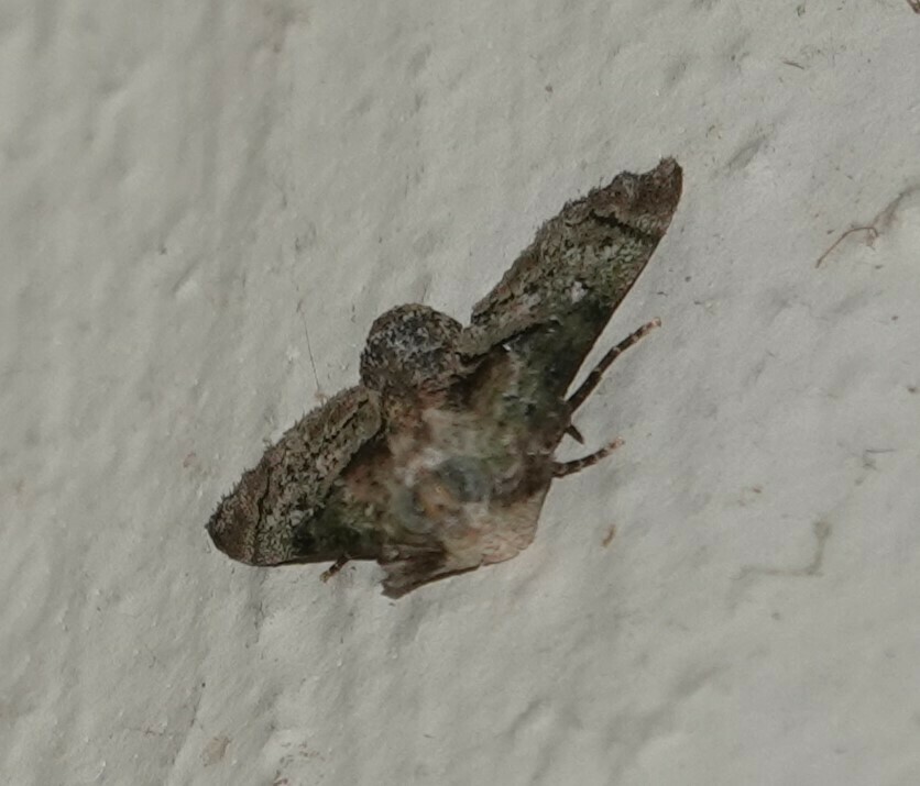 Macalla glastianalis from Hidalgo County, TX, USA on November 10, 2023 ...