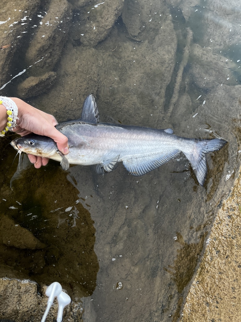 Blue Catfish from Potomac River, Bethesda, MD, US on November 11, 2023 ...