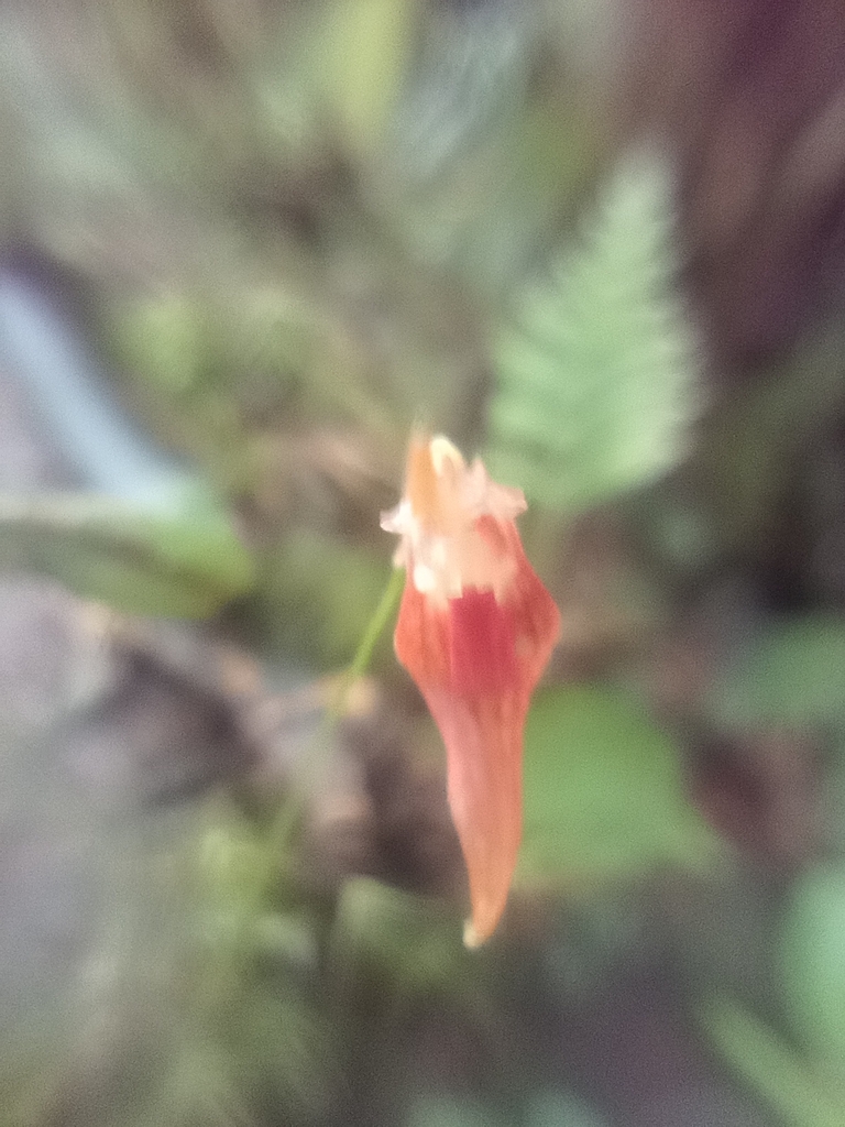 Specklinia barbae (Orchids of Costa Rica; Orquídeas de Costa Rica ...