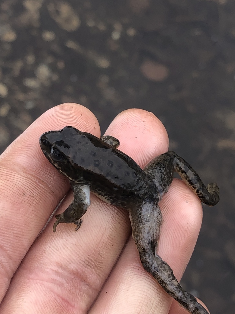Columbia Spotted Frog from Thompson-Nicola, BC, CA on November 15, 2023 ...