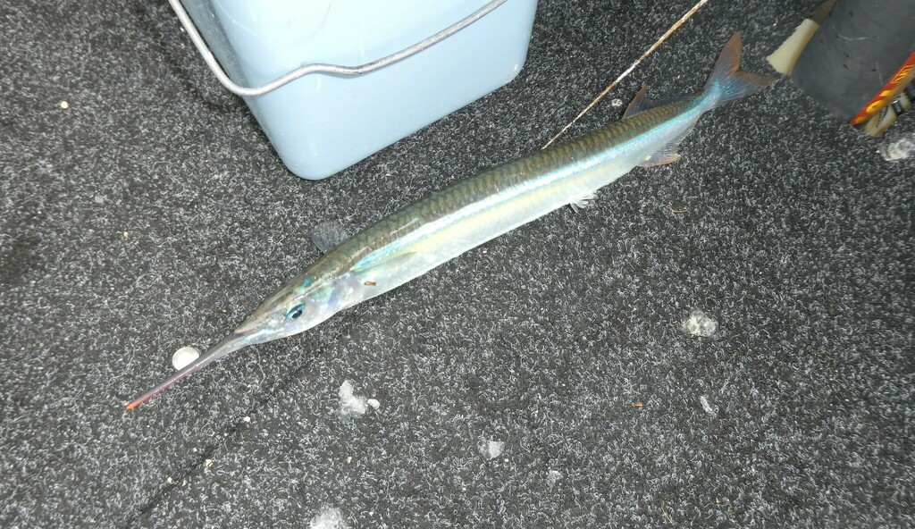 Southern Garfish from Rye VIC 3941, Australia on November 15, 2023 at ...