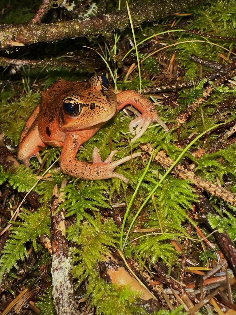 Northern Red-legged Frog in November 2023 by muthamycelia · iNaturalist