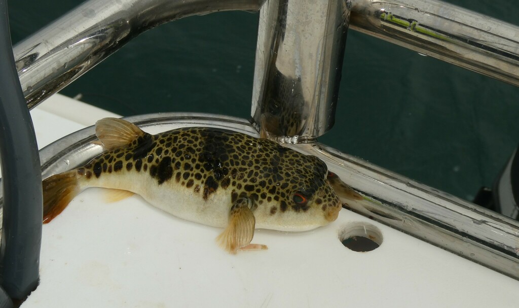 Smooth Toadfish from Rye VIC 3941, Australia on November 15, 2023 at 09 ...