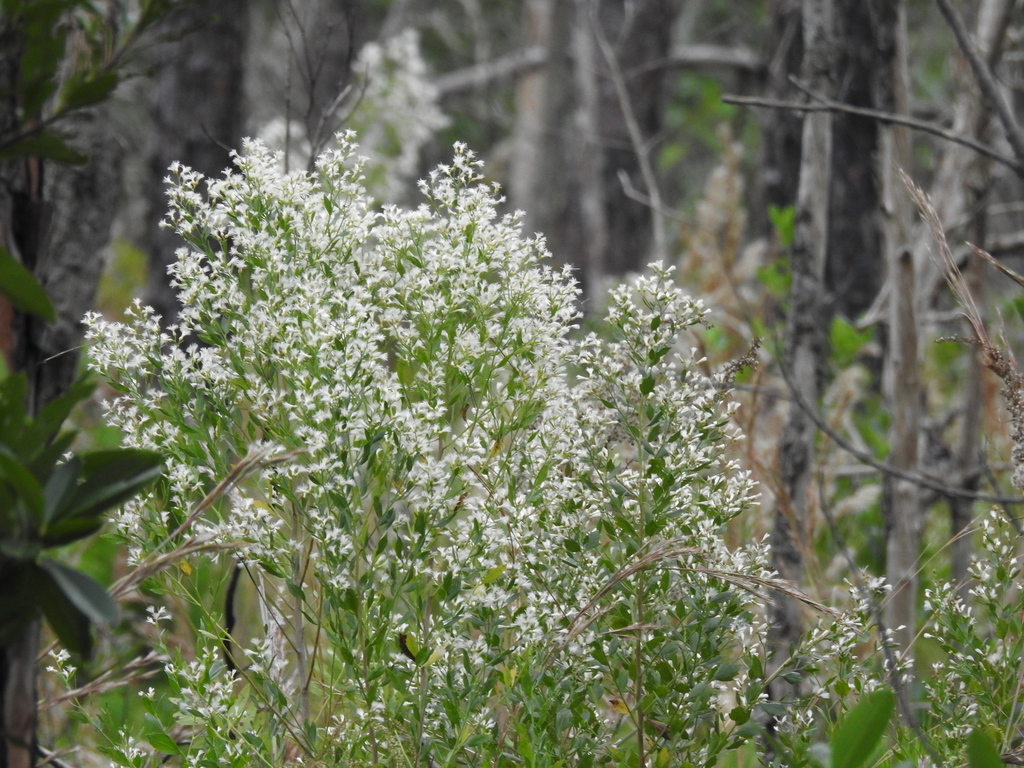 groundsel tree from Lake Butler, FL, USA on November 15, 2023 at 09:59 ...