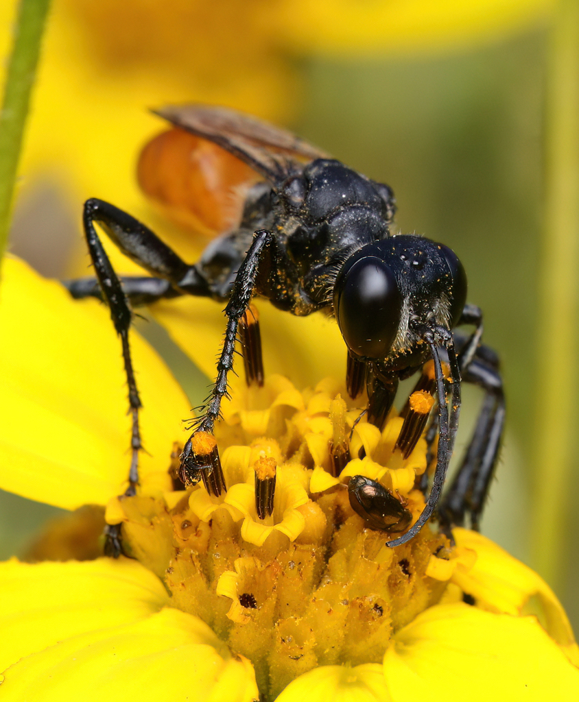 Parker's Thread-waisted Wasp from Imperial Beach, CA, USA on November 2 ...