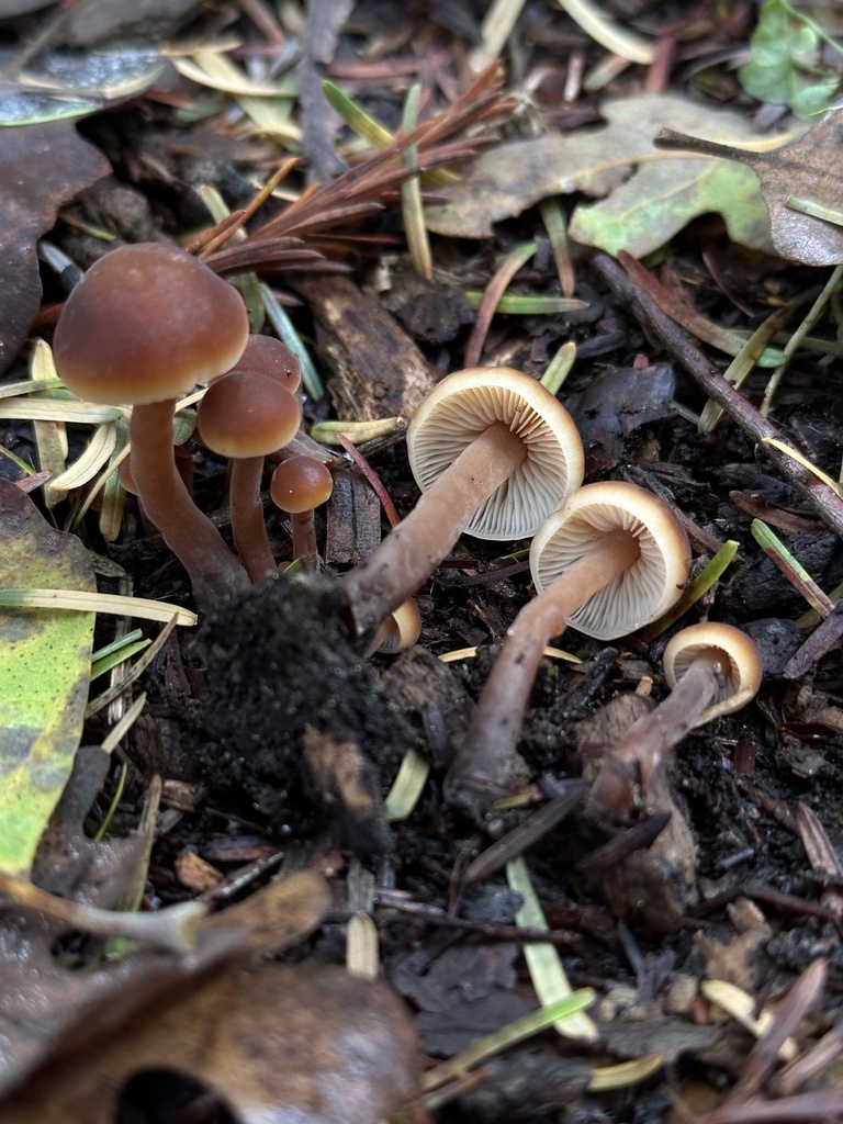 Cucumber Cap from Azalea Ln, Sebastopol, CA, US on November 15, 2023 at ...