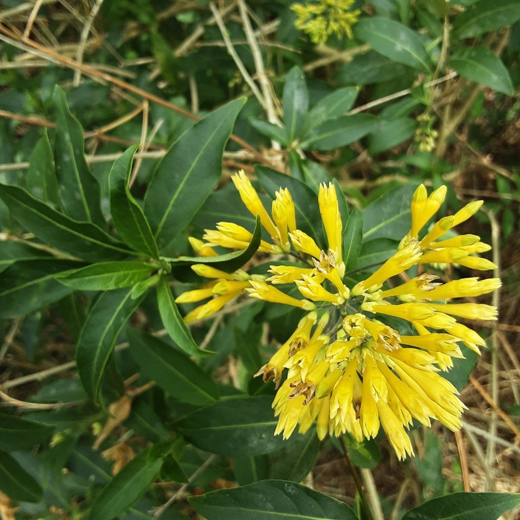 green cestrum from Schofields, NSW, Australia on November 15, 2023 at ...