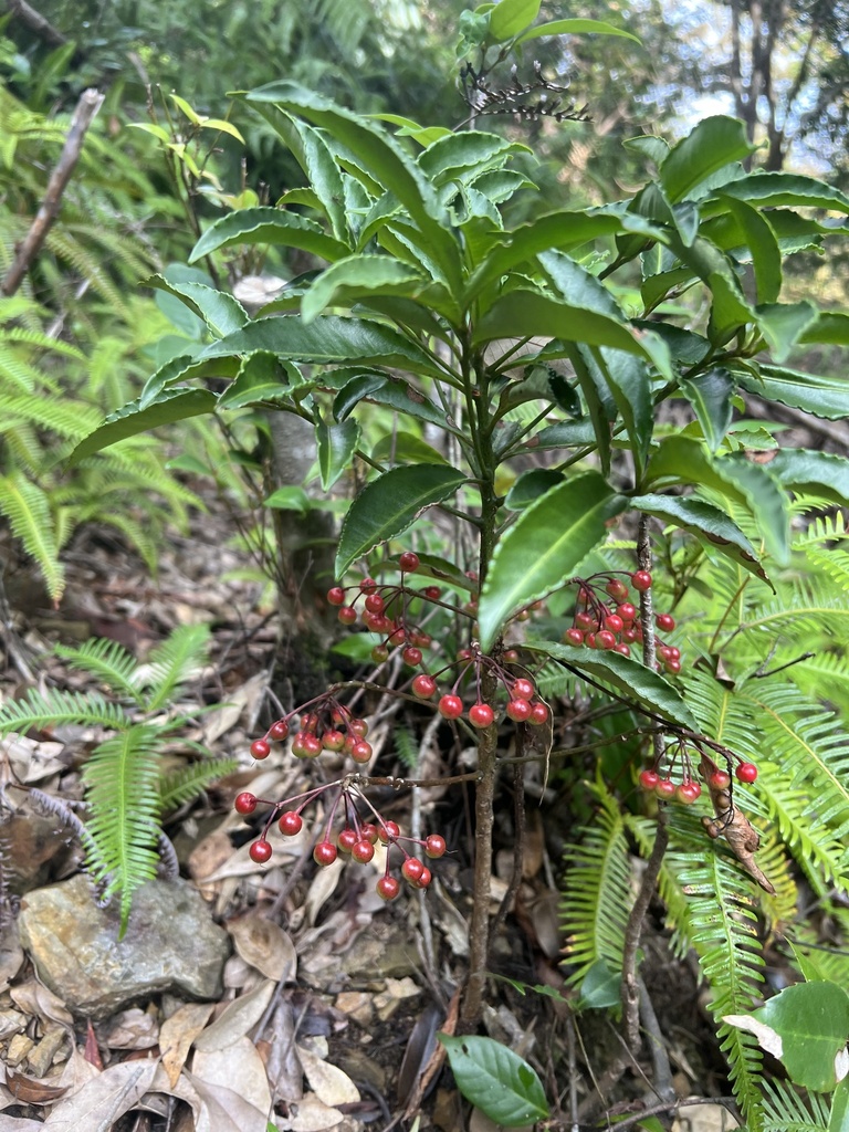 marlberry from Kumanogawachokaminagai, Shingu, Wakayama, JP on November ...