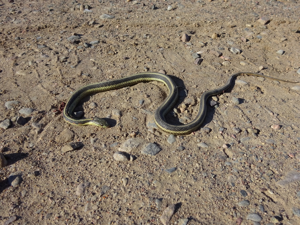 Common Garter Snake from Sherburne County, MN, USA on November 15, 2023 ...