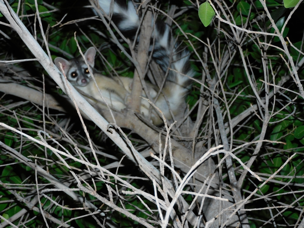 Ringtail in November 2023 by Valeria · iNaturalist