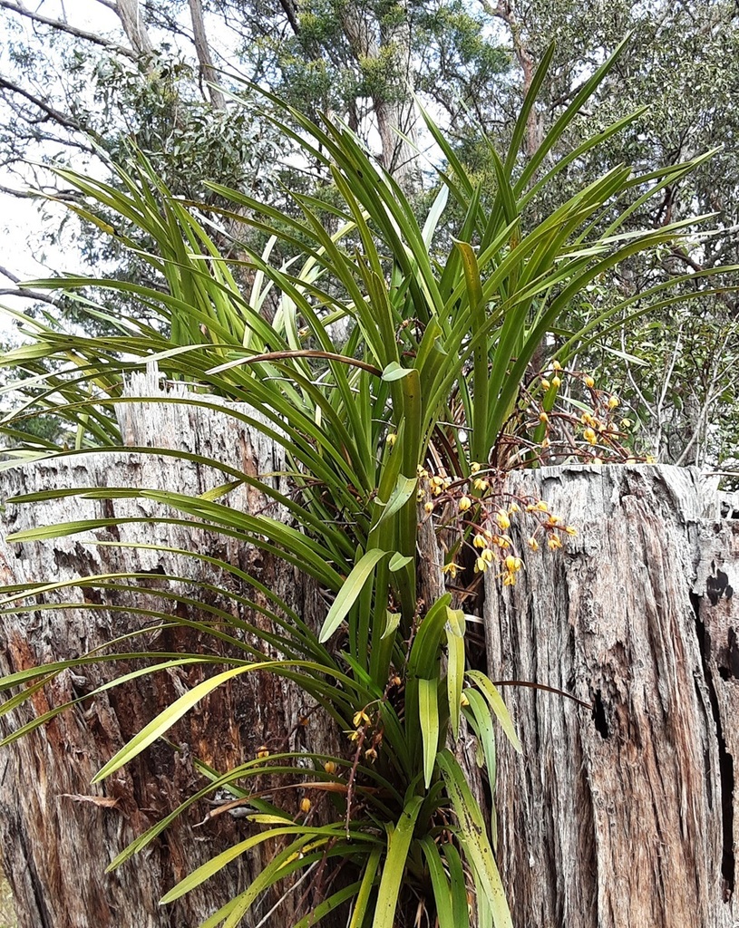 Snake Orchid in November 2023 by Chris Jonkers · iNaturalist