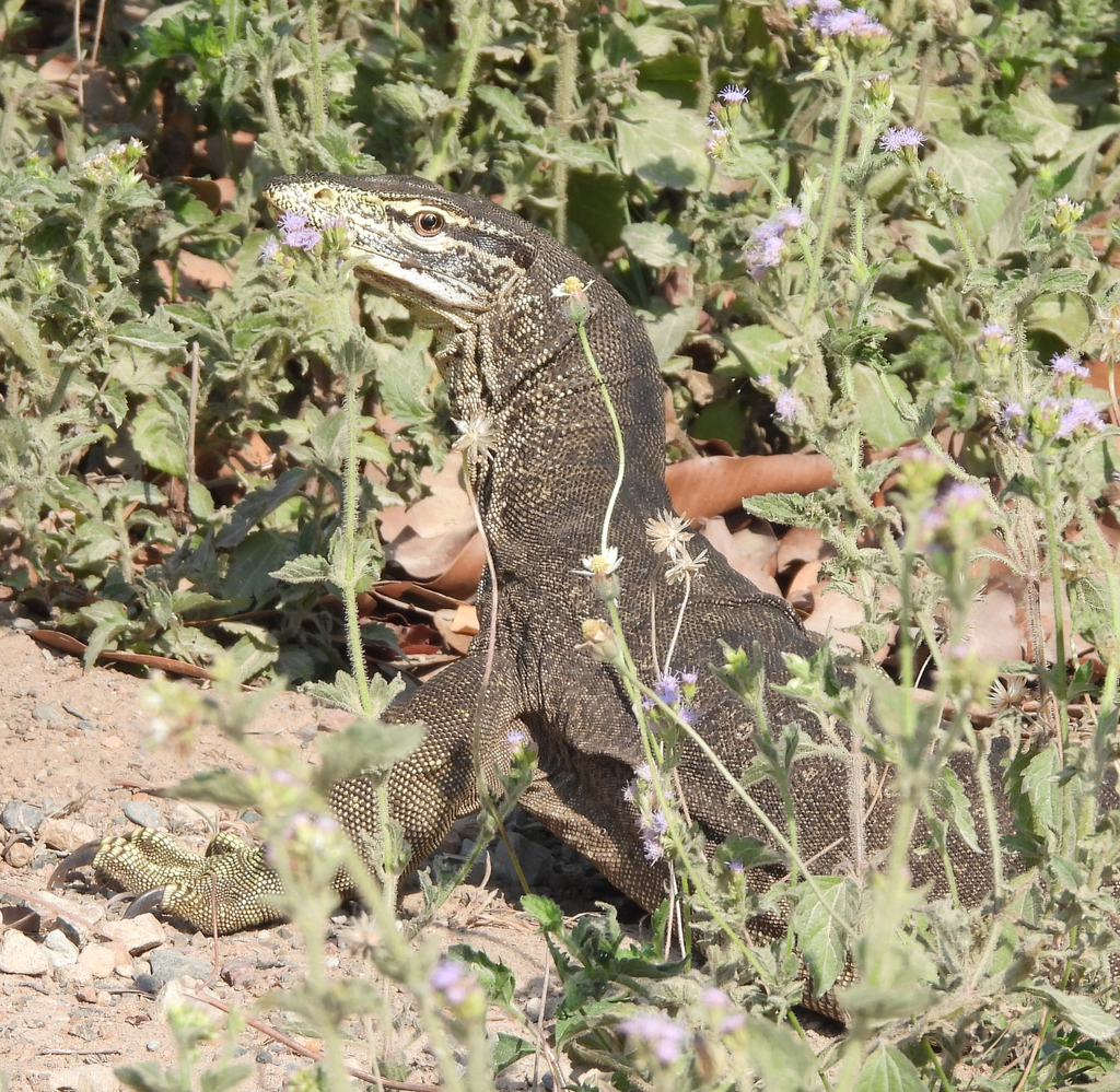 Eastern Argus Monitor from Townsville Town Common Conservation Park ...