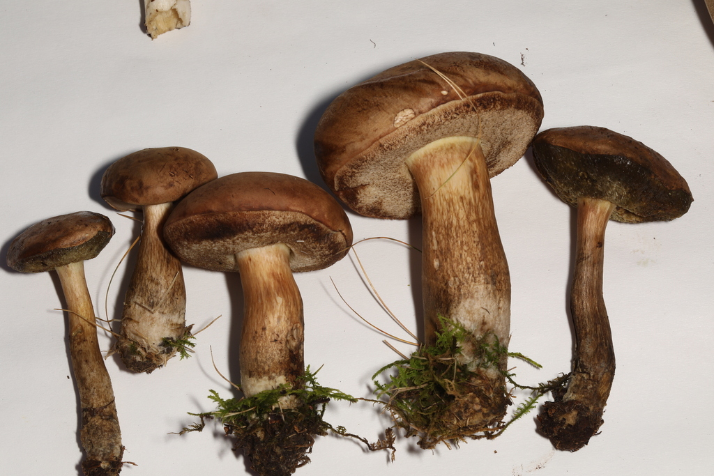 Tylopilus from Centre Hall, PA 16828, USA on August 4, 2023 at 05:45 PM by John Plischke ...