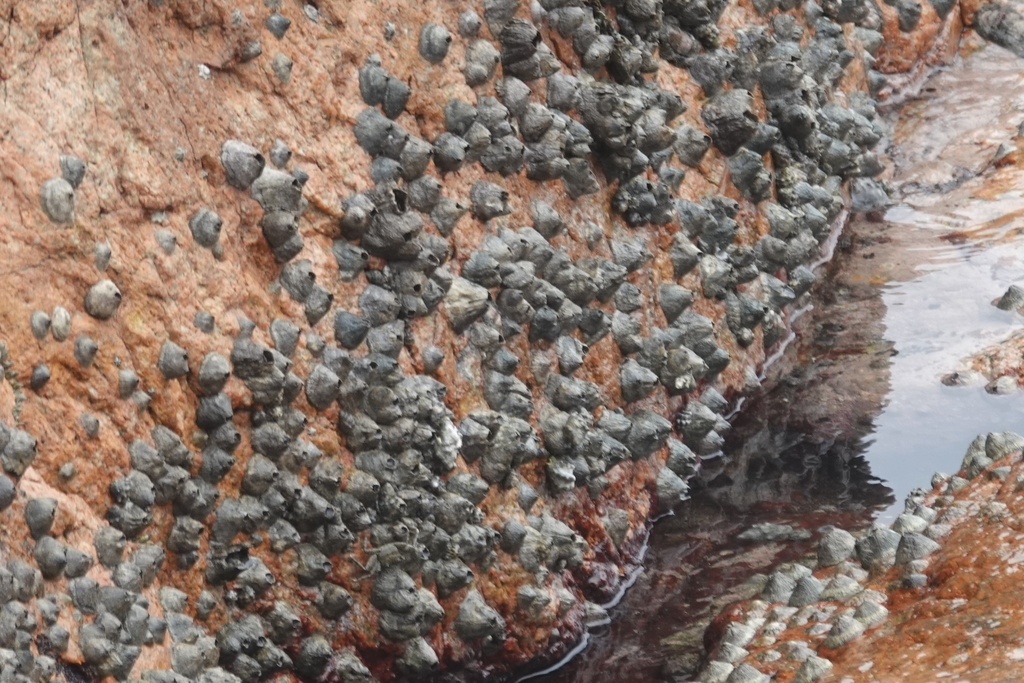 Japanese Volcano Barnacle from Po Toi, Hong Kong on November 7, 2023 at ...