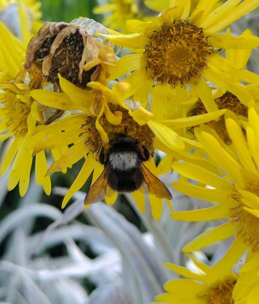Gray-backed Bumble Bee from Villamaría, Caldas, Colombia on November 13 ...