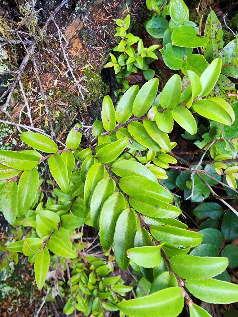 Evergreen Huckleberry from Thurston County, WA, USA on November 15 ...