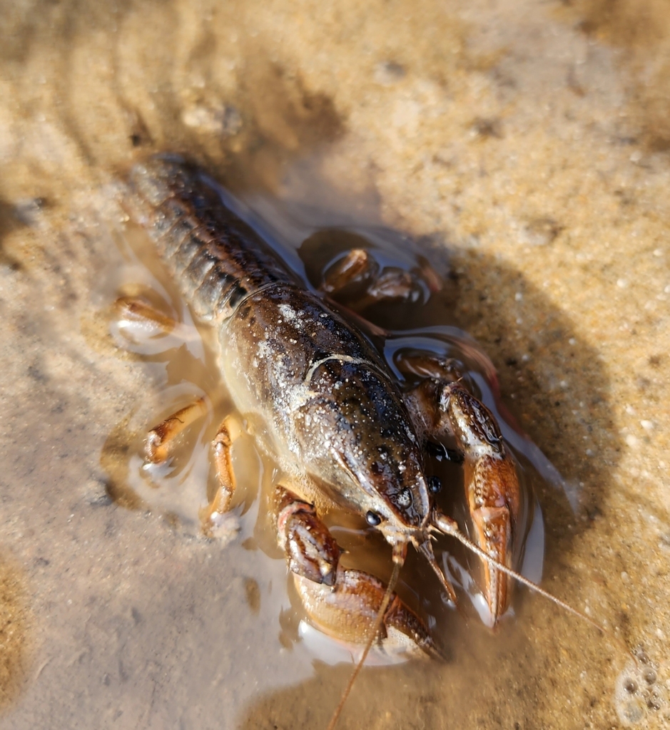 Digger Crayfish from Bruce, CA-ON, CA on November 15, 2023 at 01:53 PM ...