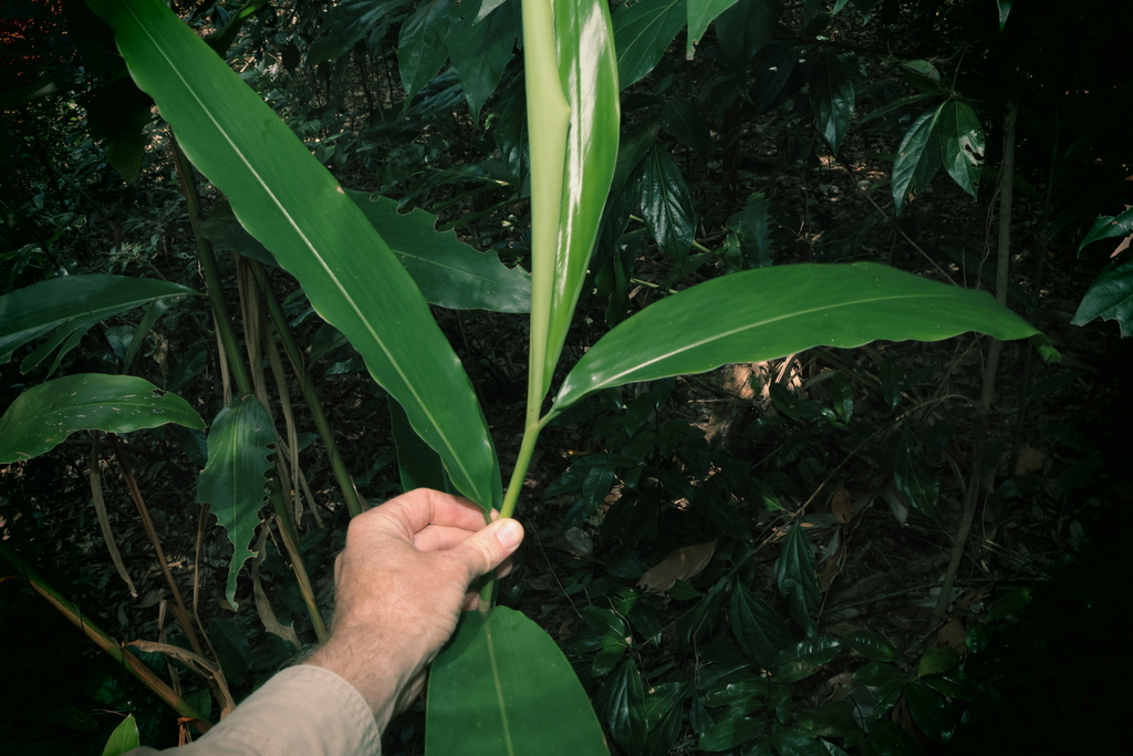 Native Ginger from Burnett Creek QLD 4310, Australia on November 14 ...
