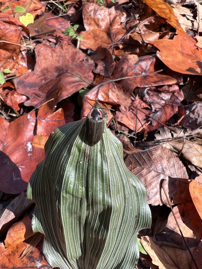 Diurnal Fireflies from Broad Run, VA, US on November 11, 2023 at 11:54 ...