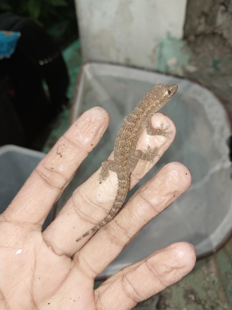 Maria Islands Leaf-toed Gecko from Trinidad and Tobago on November 12 ...