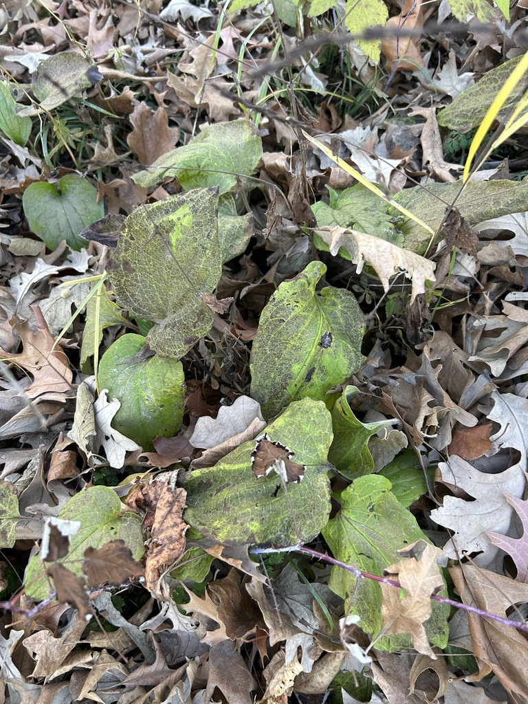 virginia stickseed from Farmington, MN, US on November 15, 2023 at 04: ...