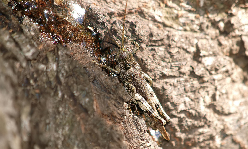 Pine tree Spur-throat Grasshopper from Fish Hatchery Dallas, TX, USA on ...
